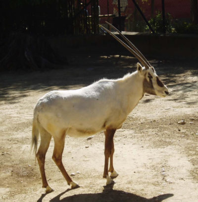 Arabian Oryx - Arabian Rock Art Heritage