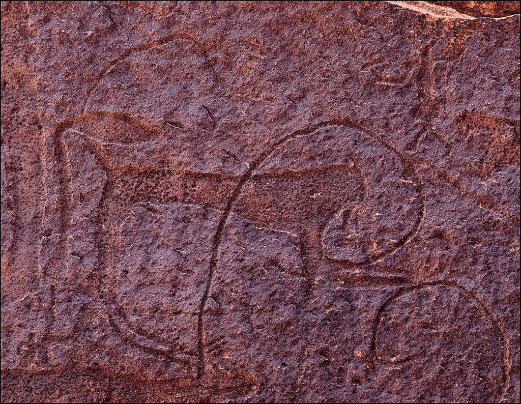 Arabian Leopard - Arabian Rock Art Heritage