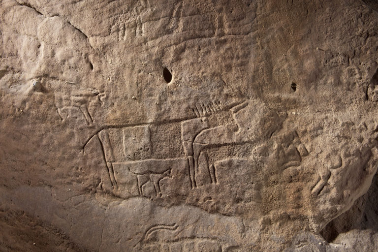 Onager or African Wild Ass - Arabian Rock Art Heritage