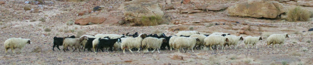 Sheep - Arabian Rock Art Heritage