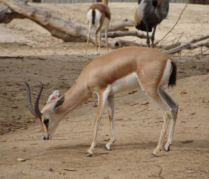Gazelle - Arabian Rock Art Heritage