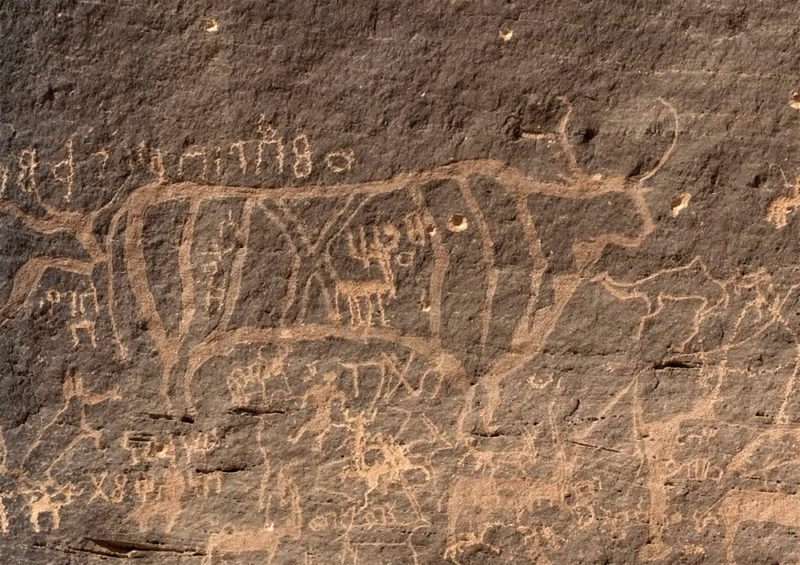 Domestic Cattle - Arabian Rock Art Heritage