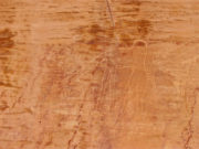 Camel - Arabian Rock Art Heritage