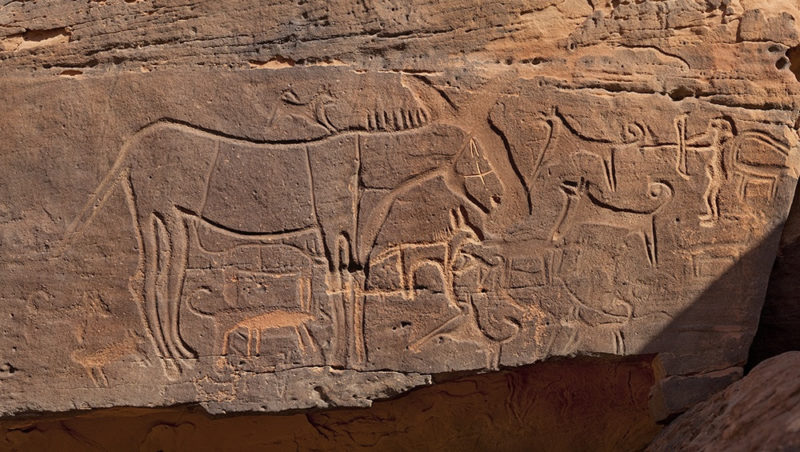 Onager or African Wild Ass - Arabian Rock Art Heritage